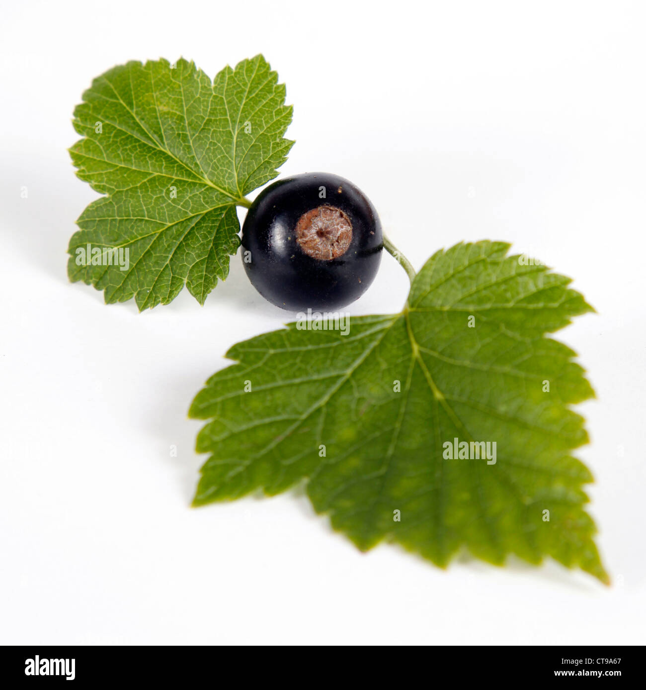 Blackcurrant with green leaves on the withe background Stock Photo - Alamy