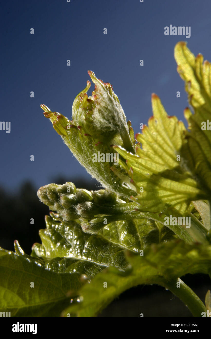 Picture: Steve Race - Grenache grapevine at budburst, Catalunya, Spain ...