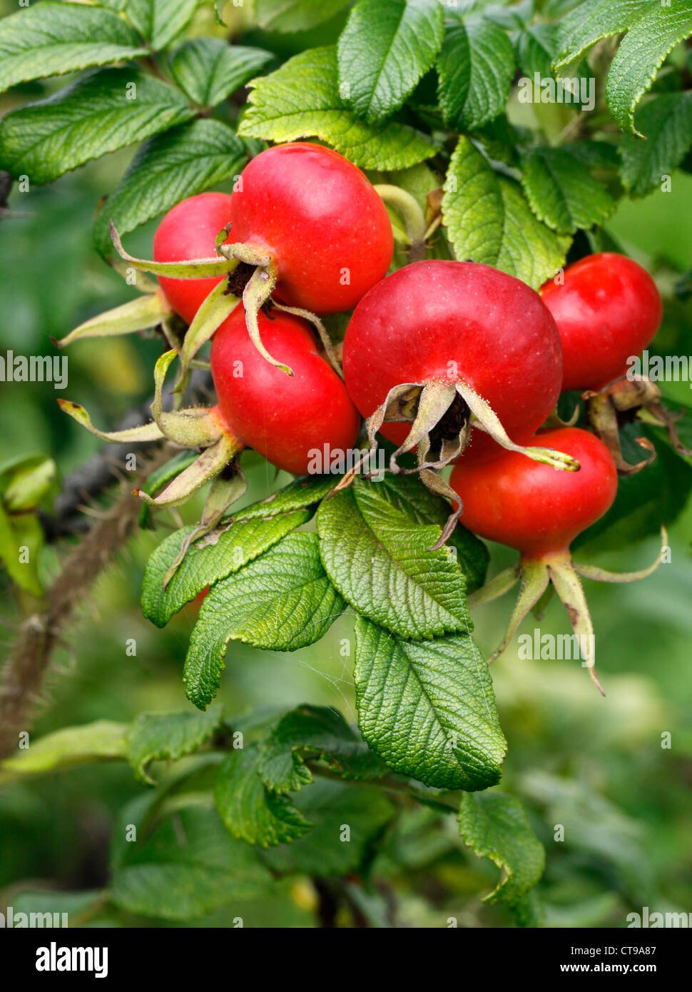 The dog rose with red fruit Stock Photo - Alamy