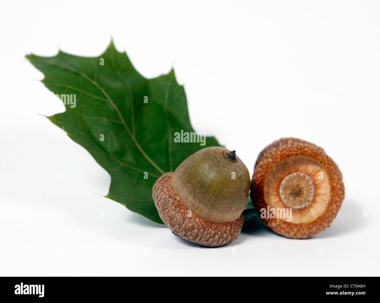 Oaken tree hi-res stock photography and images - Alamy
