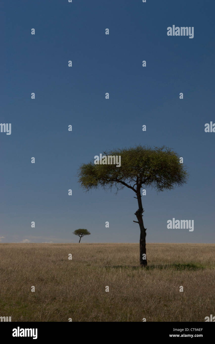 Acacia plains hi-res stock photography and images - Alamy