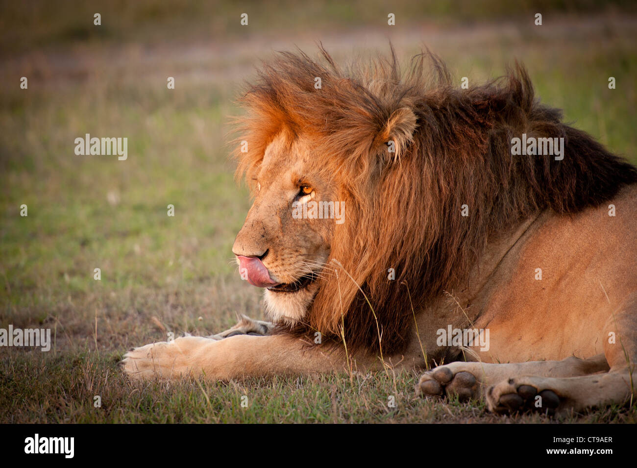 Lion licks his lips in the late light Stock Photo - Alamy