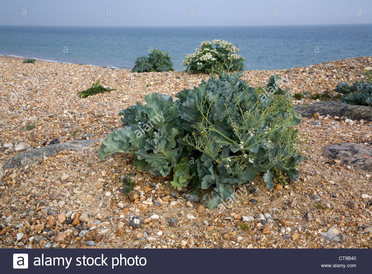 Sea Cabbage Stock Photos & Sea Cabbage Stock Images - Alamy