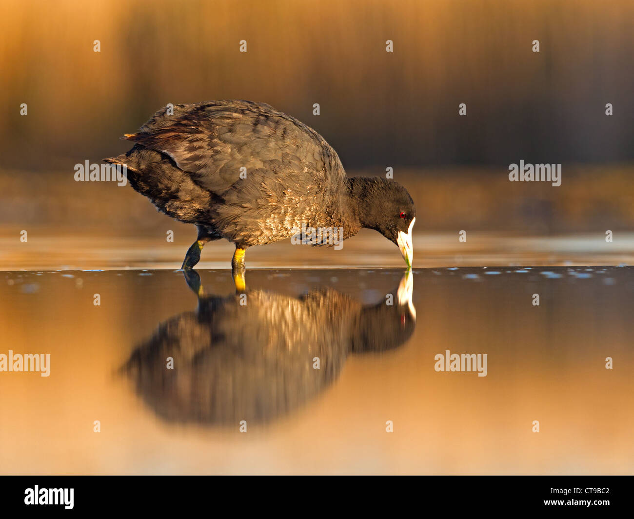 Coot feeding in pond with reflection Stock Photo - Alamy