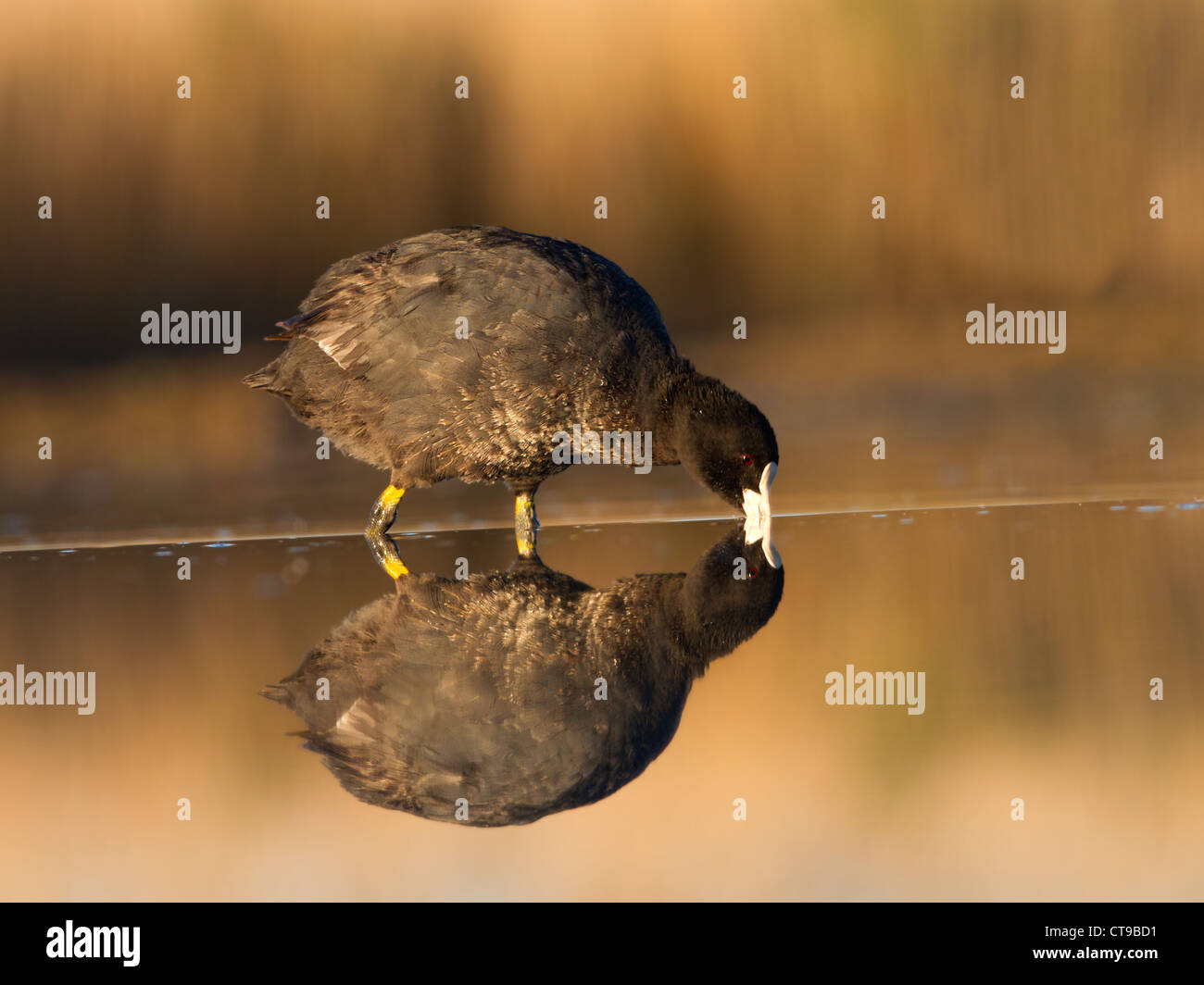 Coot feeding in pond with reflection Stock Photo - Alamy