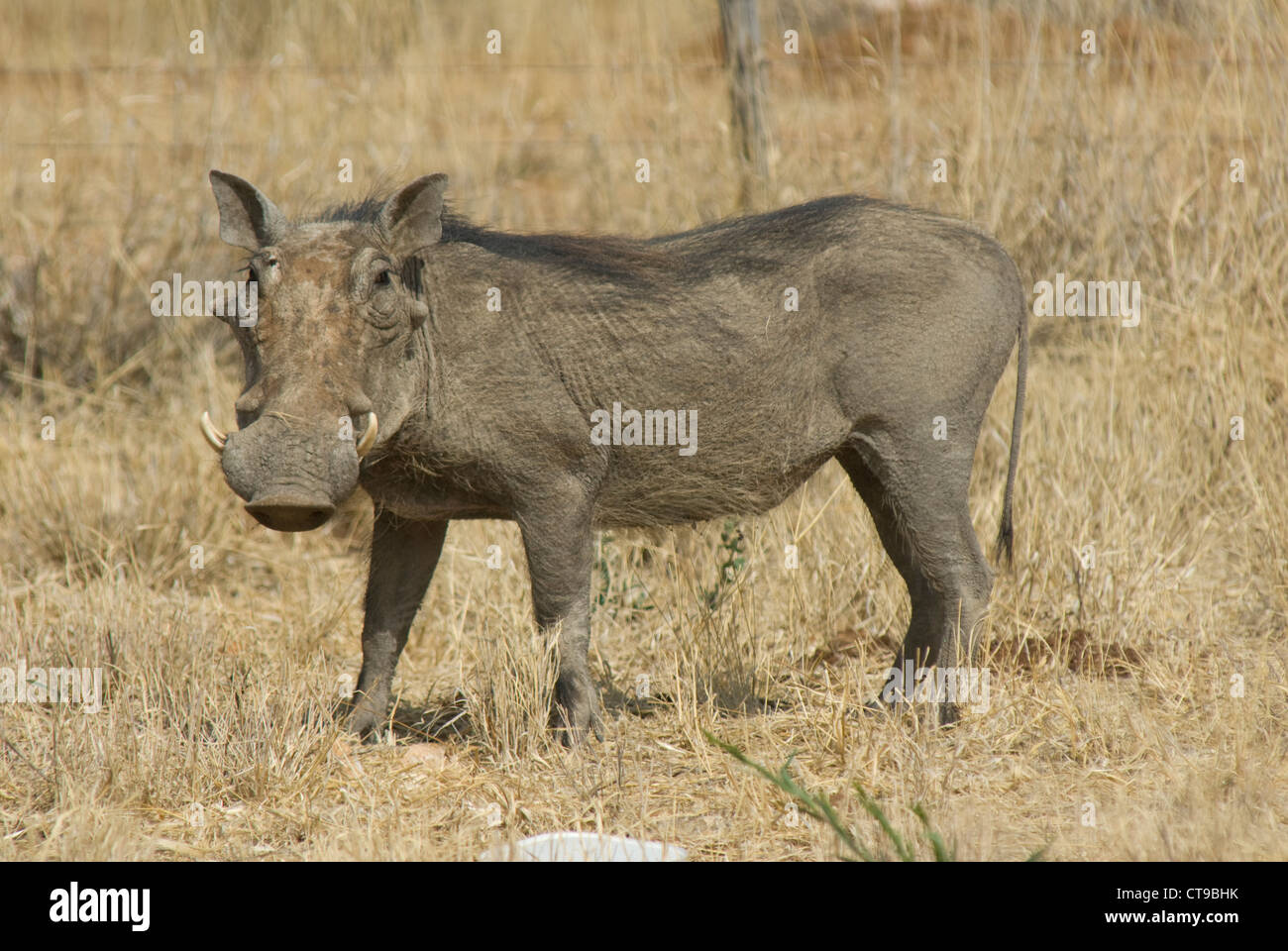Portrait warthog phacochoerus africanus hi-res stock photography and ...