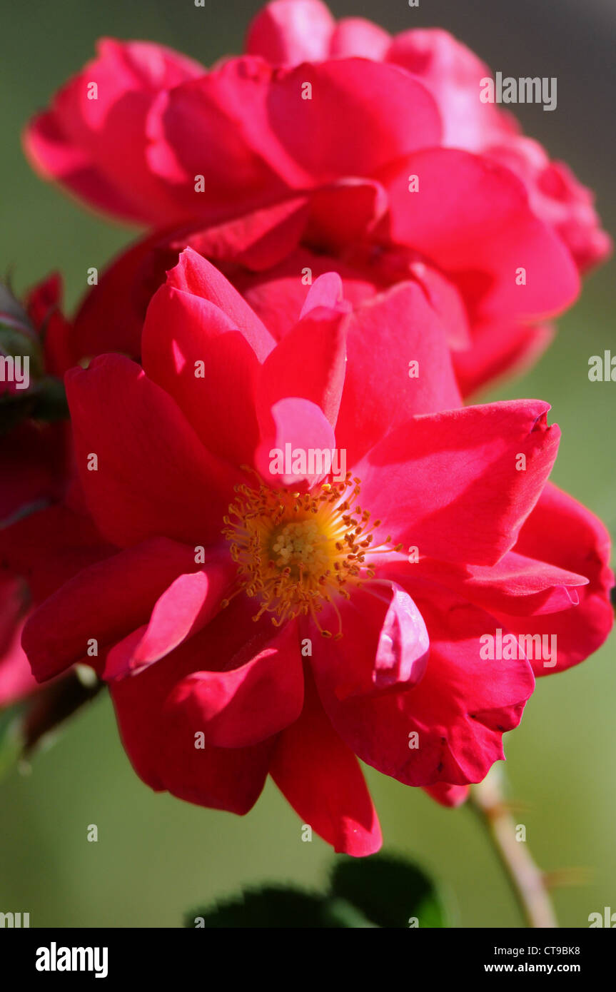 Summer flowering rose hi-res stock photography and images - Alamy