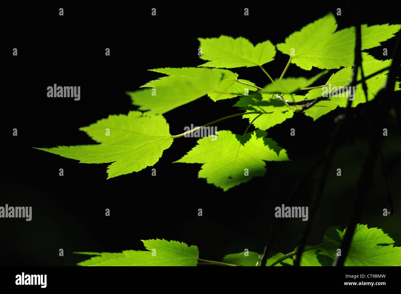 maple leaf in summer Stock Photo - Alamy