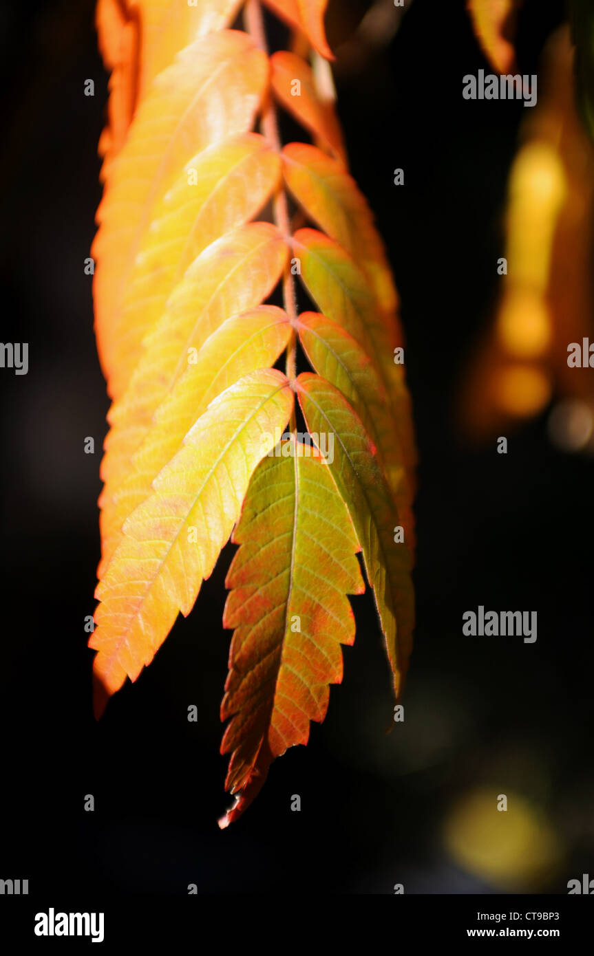 stag horn sumac in fall Stock Photo - Alamy