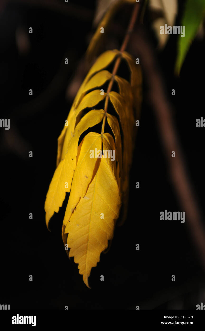 stag horn sumac in fall Stock Photo - Alamy
