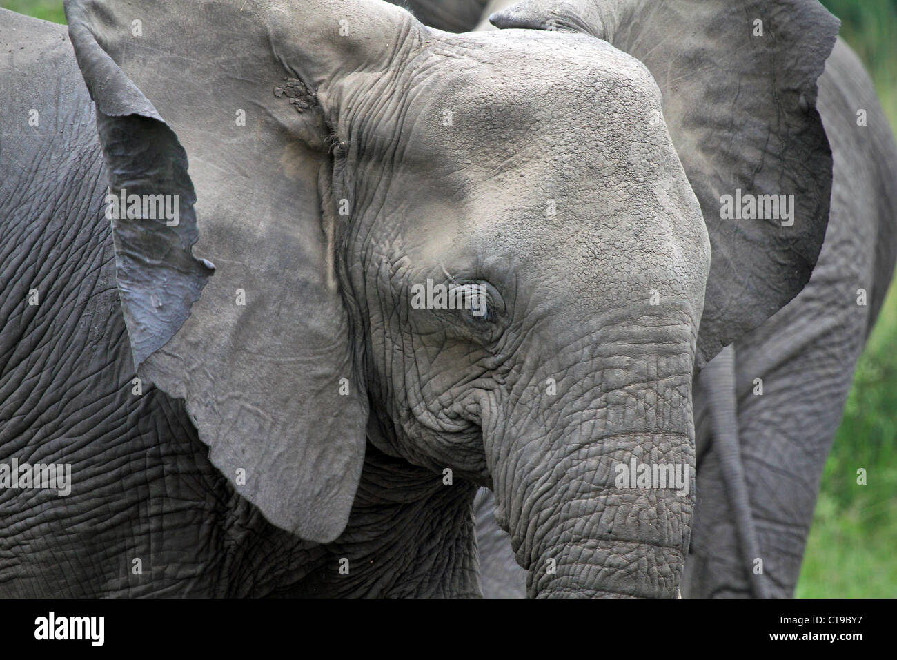 A WILD African Elephant fans its large ears to cool itself in the hot ...