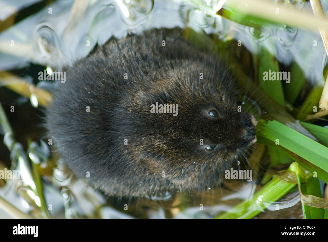European Water Vole (Arvicola amphibius) eating vegetation Stock Photo ...