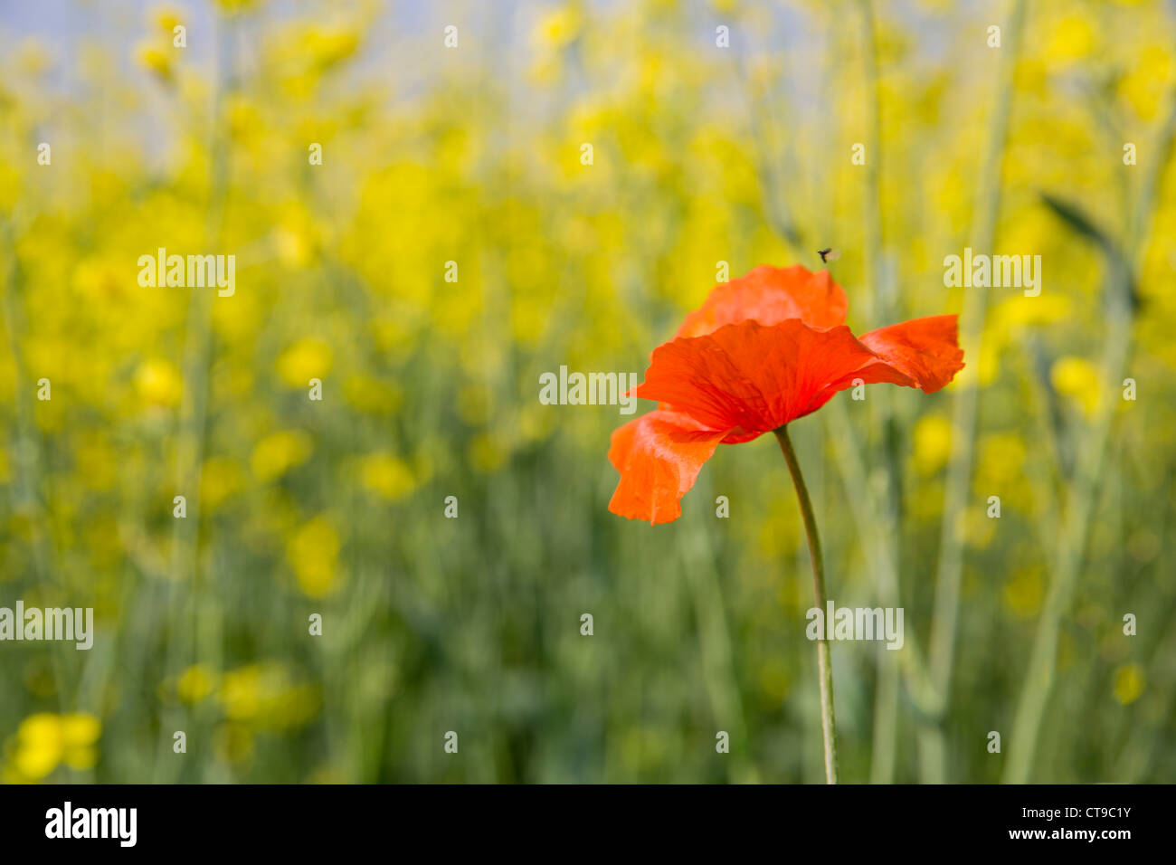 Orange poppy is booming under summer sun light Stock Photo - Alamy