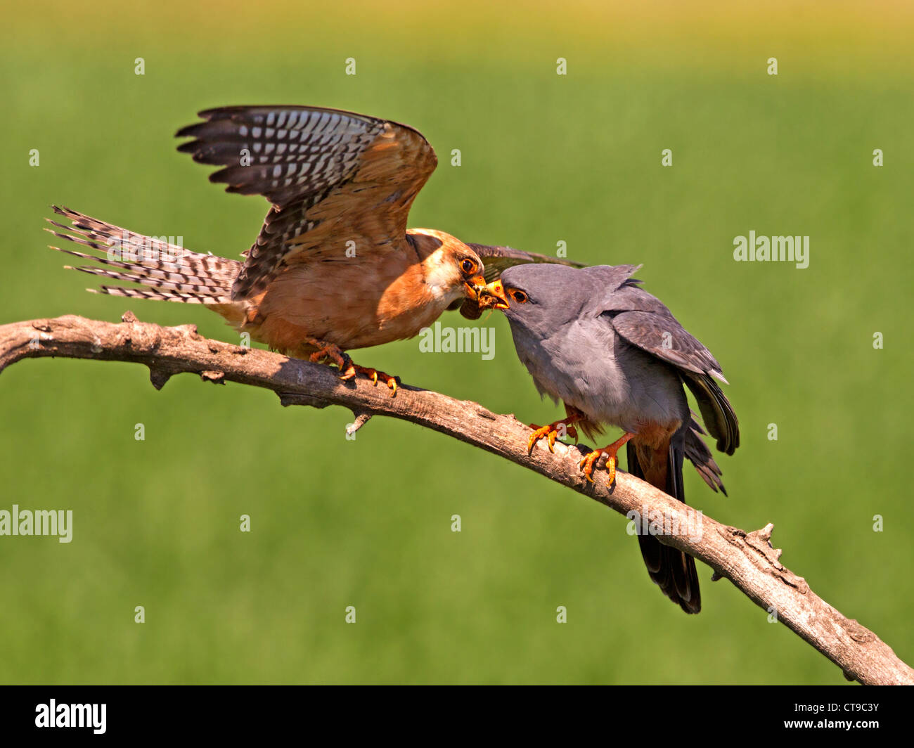 Male red-footed falcon passing insect to female Stock Photo - Alamy