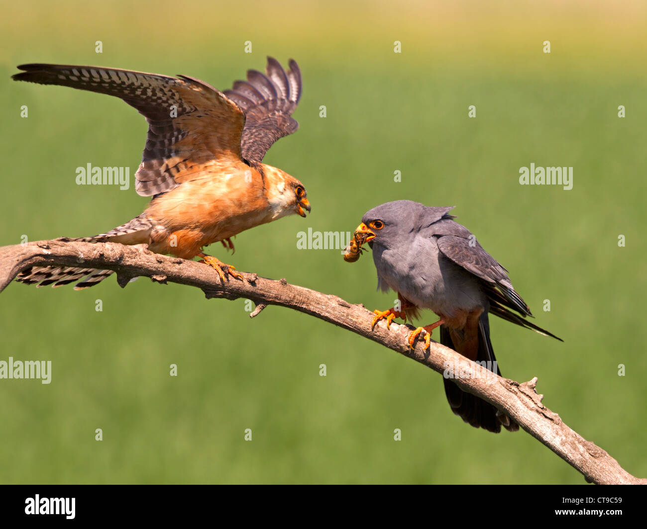 Male red-footed falcon passing insect to female Stock Photo - Alamy