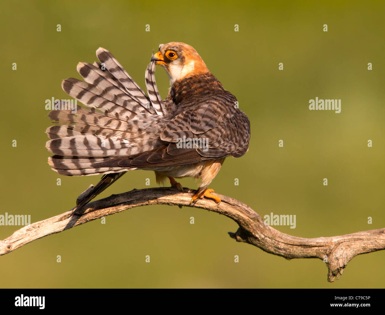 Female preening hi-res stock photography and images - Alamy