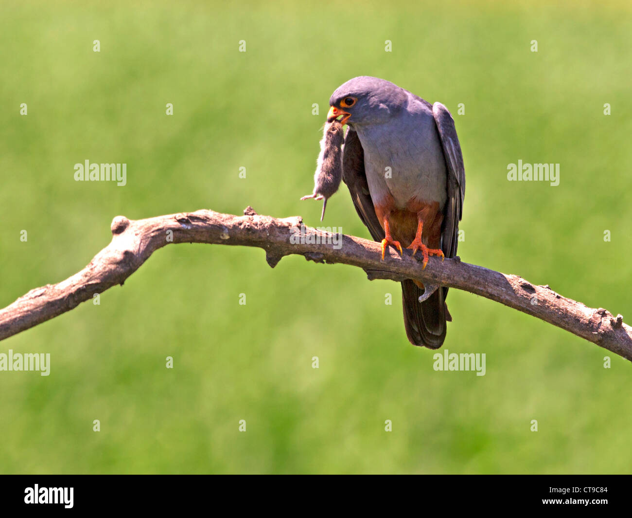 Male red-footed falcon with a mouse Stock Photo - Alamy