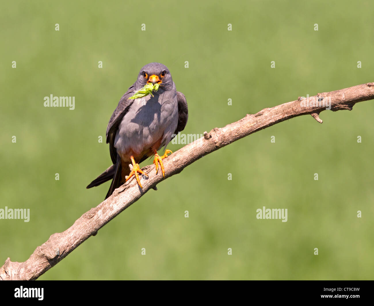 Male red-footed falcon with bush cricket Stock Photo - Alamy