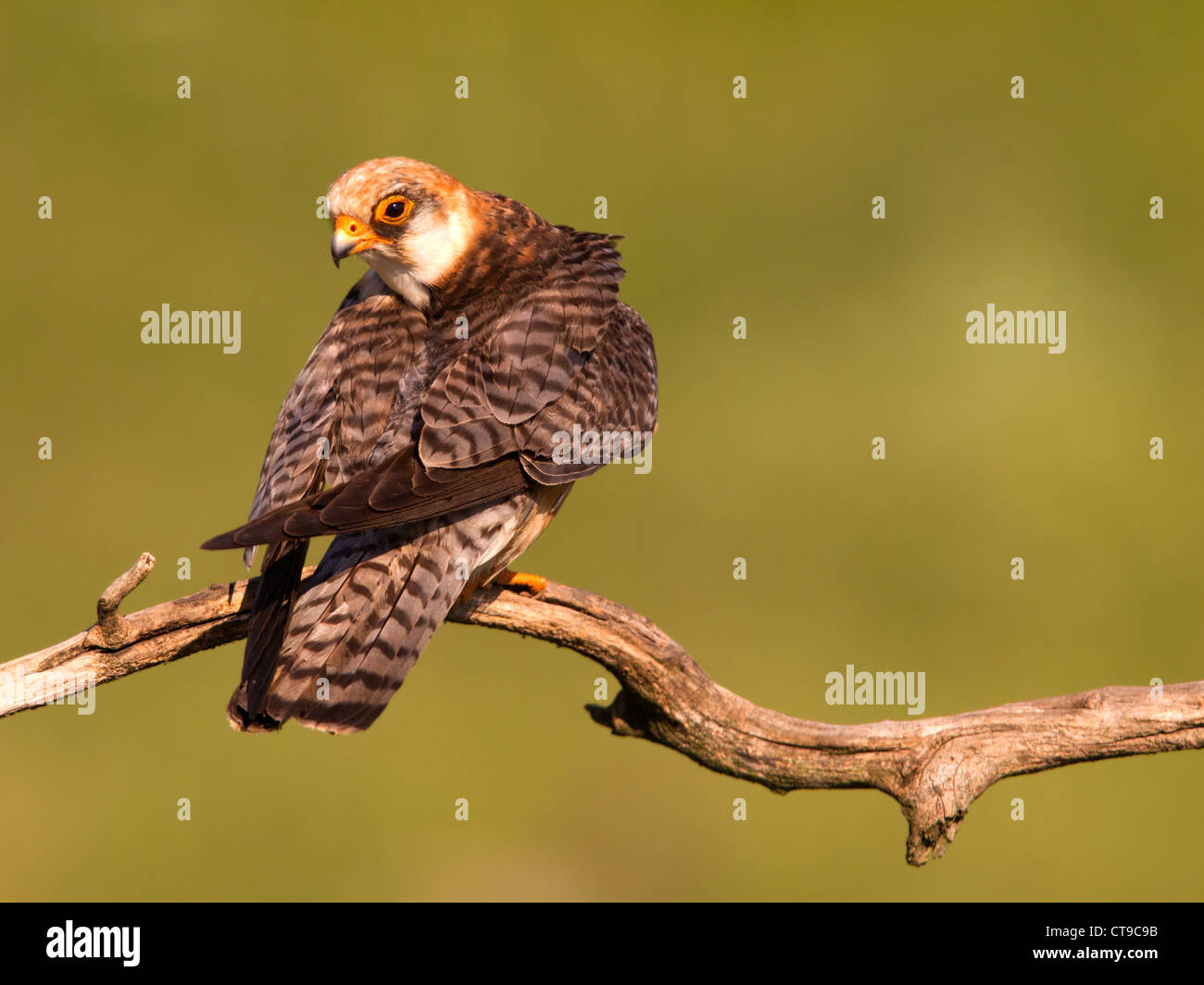 Female falcon hi-res stock photography and images - Alamy