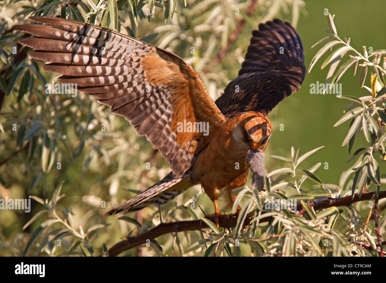 Female red-footed falcon in tree with a mouse Stock Photo - Alamy