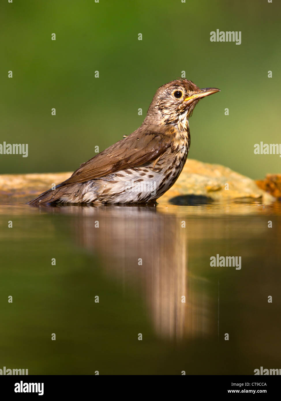 Thrush pond hi-res stock photography and images - Alamy