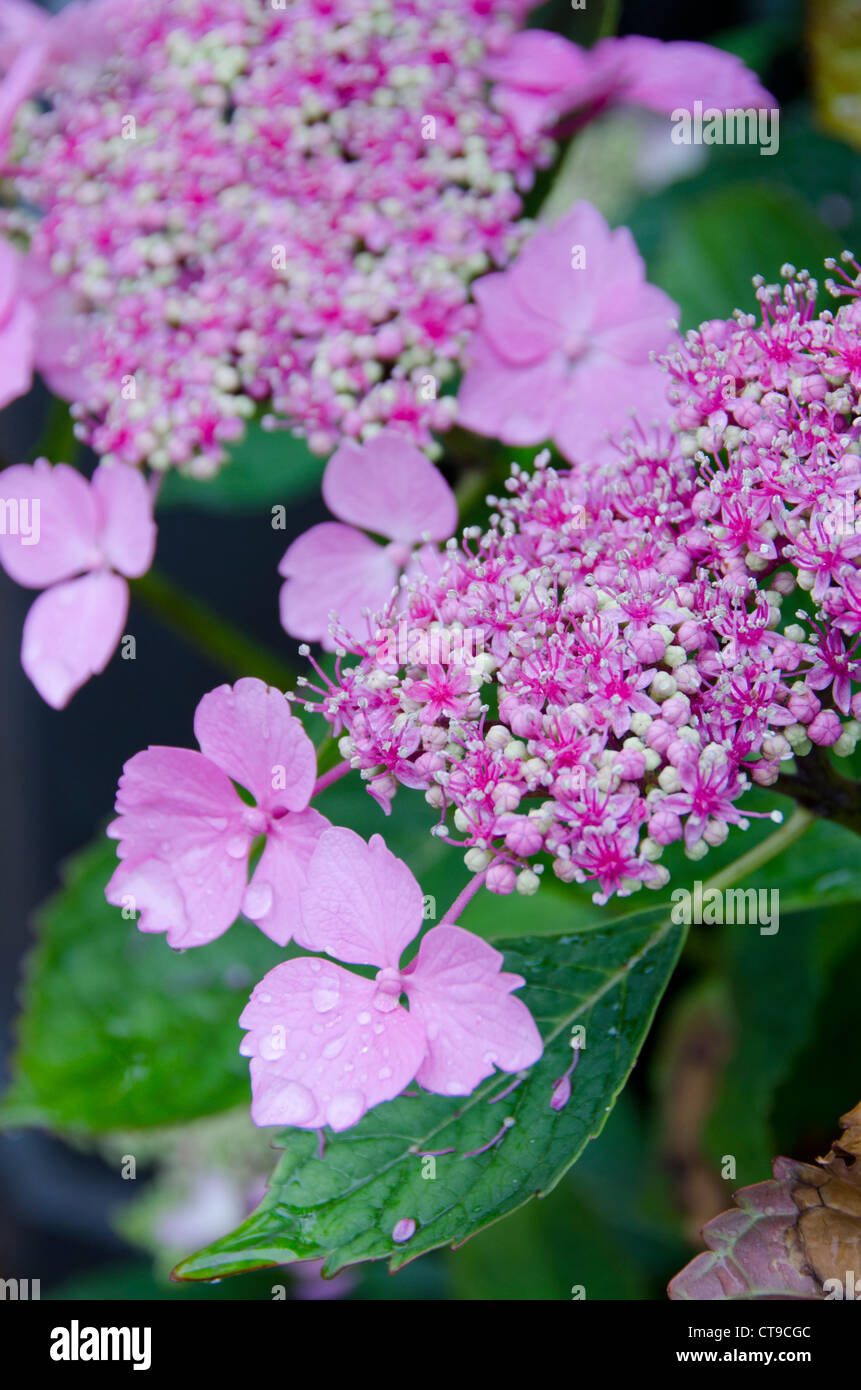 Massachusetts, New England, Nantucket. Detail of blooming hydrangea ...