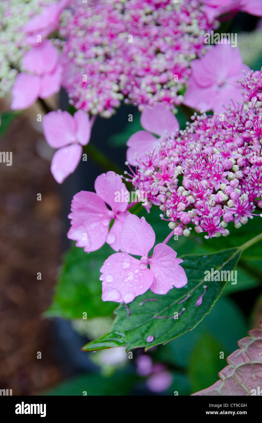 Hydrangea droplets blooming detail hi-res stock photography and images ...