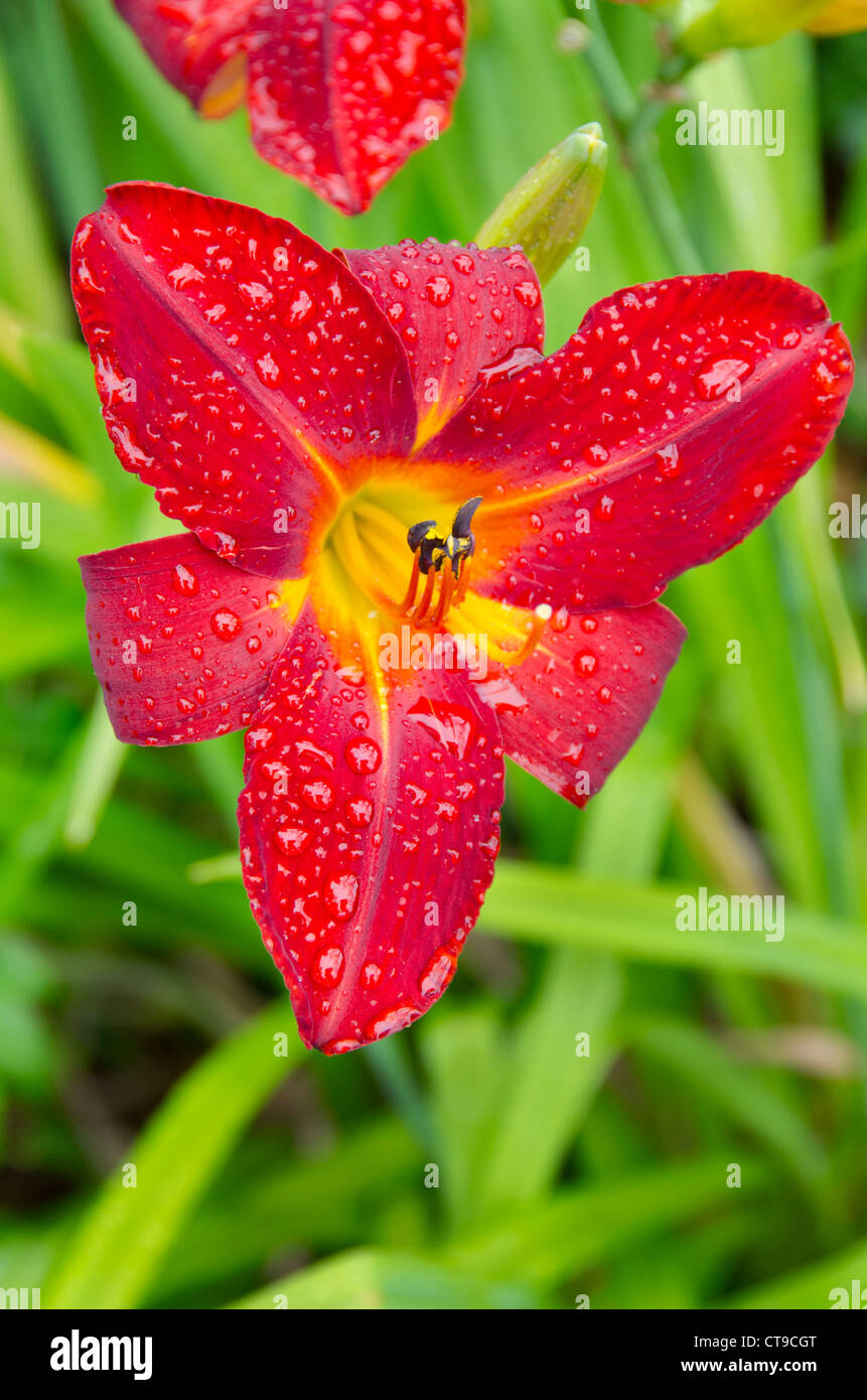 Massachusetts, New England, Nantucket. Red lily with rain droplets ...