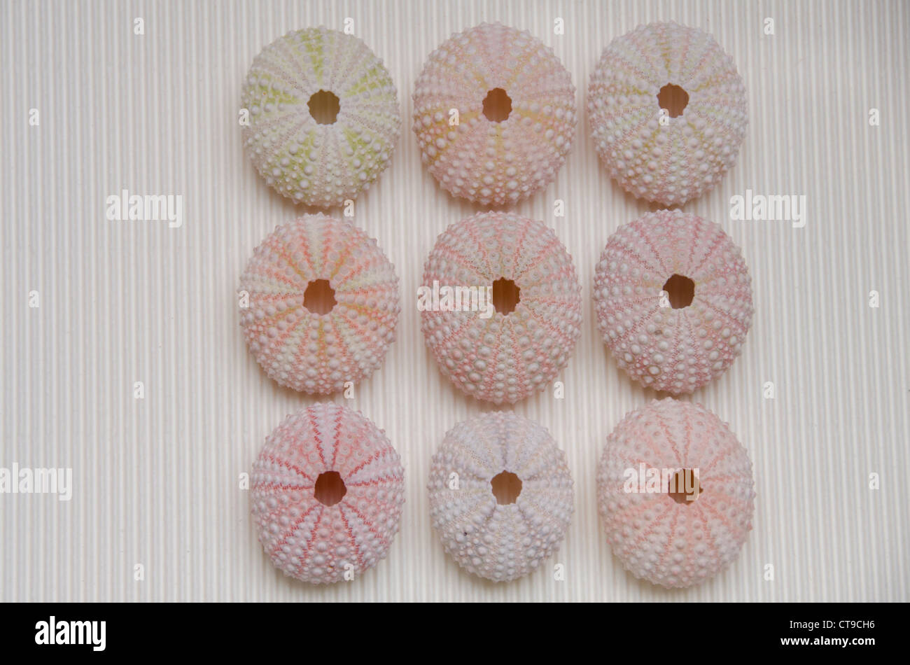 Massachusetts, New England, Nantucket. Seashells Stock Photo - Alamy