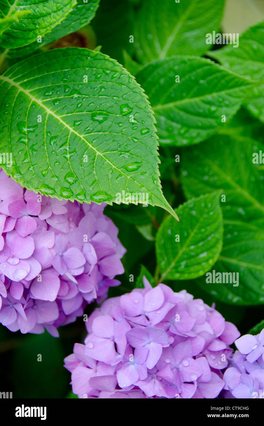 Massachusetts, New England, Nantucket. Colorful hydrangea with ...