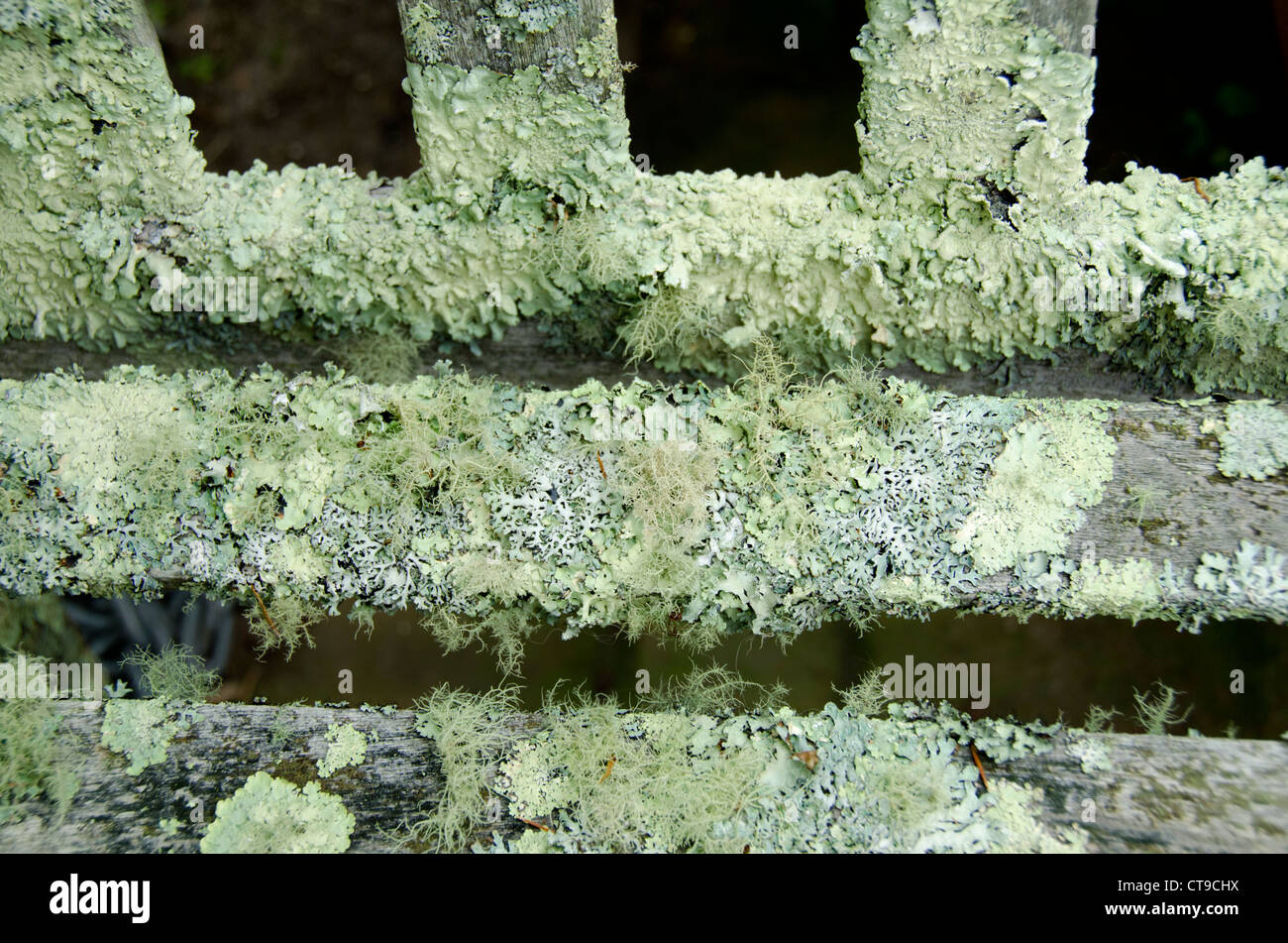 Massachusetts, New England, Nantucket. Green moss on wooden bench Stock ...