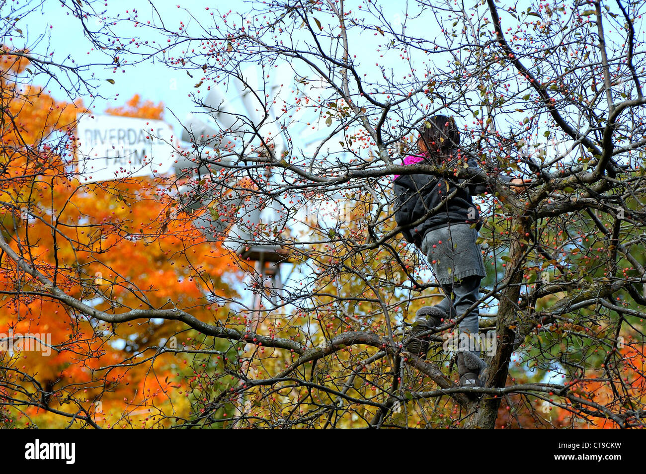 climbing for the Colors of Autumn Stock Photo - Alamy