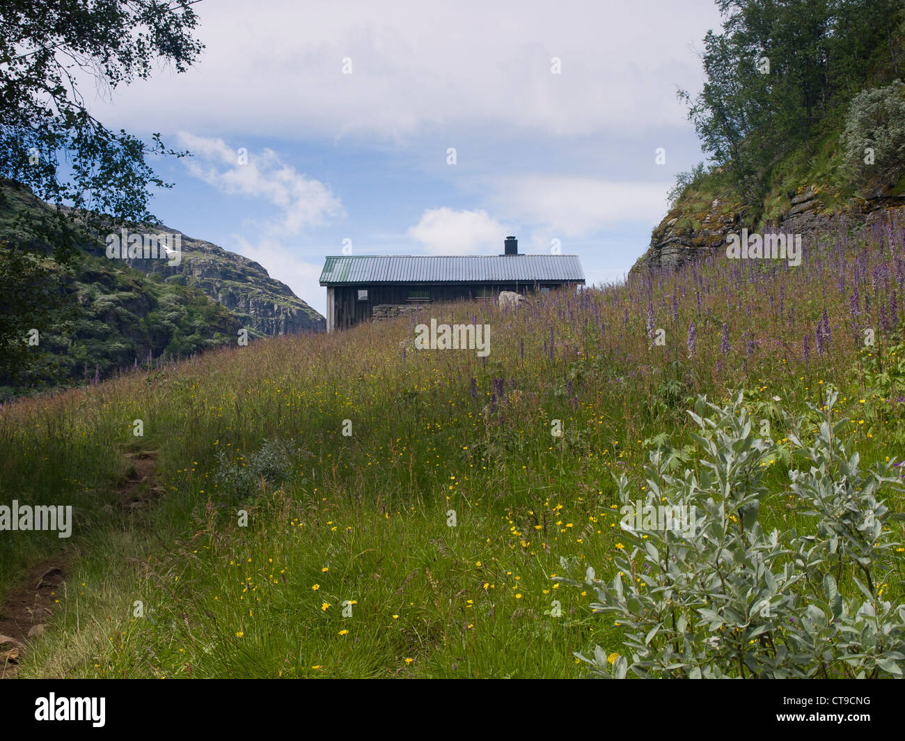 Old mountain pasture with wildflowers on the famous mountain to fjord ...