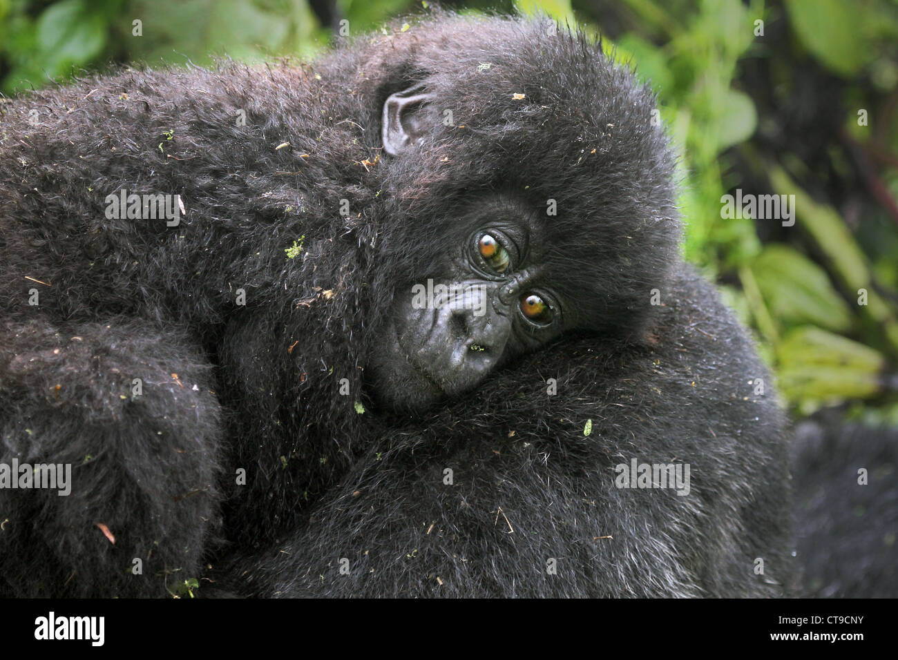 Baby Silverback Gorillas