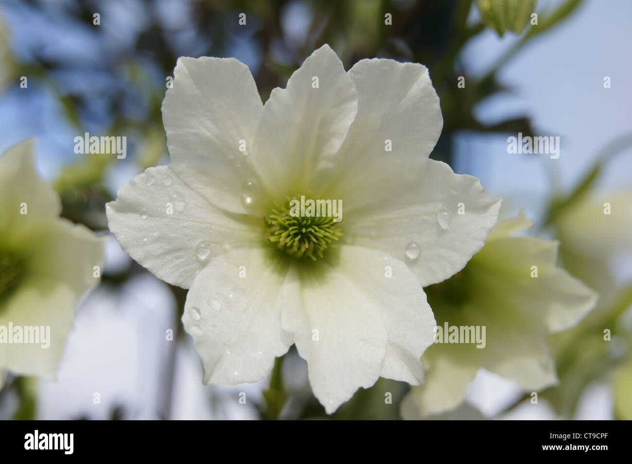 white clematis with rain drops Stock Photo - Alamy