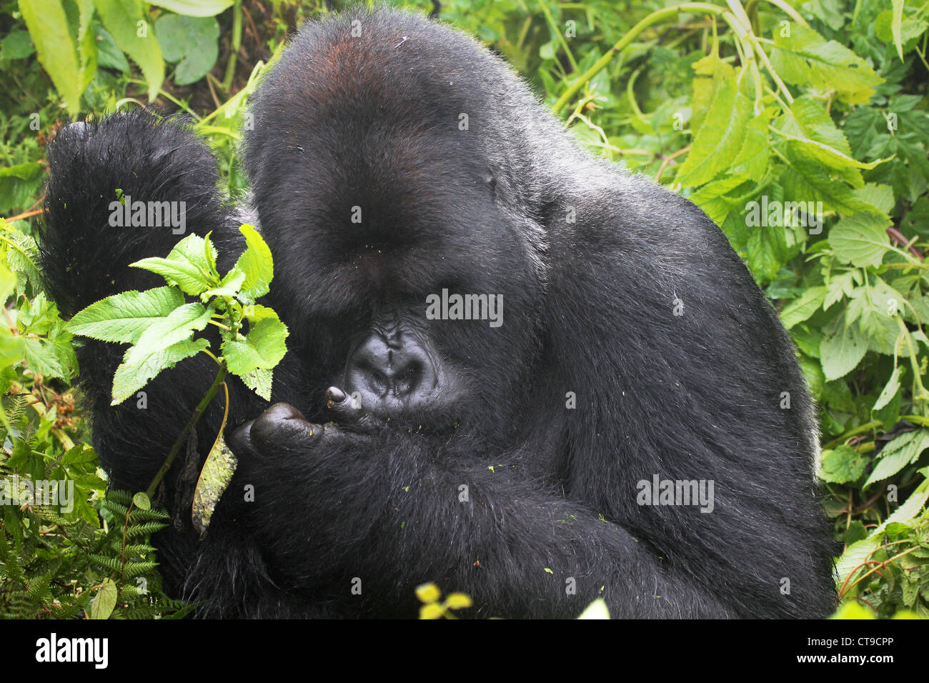 Dominant male silverback Mountain Gorilla in the wilds of the Virunga ...