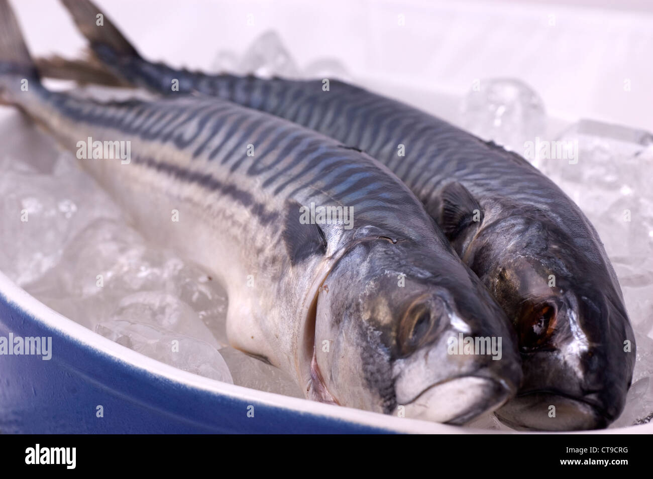 Mackerel fish hi-res stock photography and images - Alamy