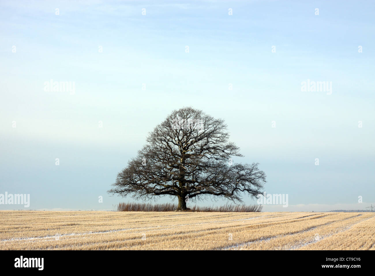 Plain tree hi-res stock photography and images - Alamy