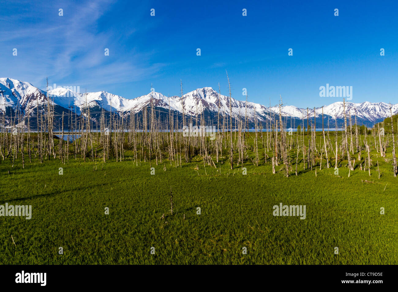 "Ghost trees" by "Turnagain Arm" branch of Cook Inlet in Alaska. Trees ...