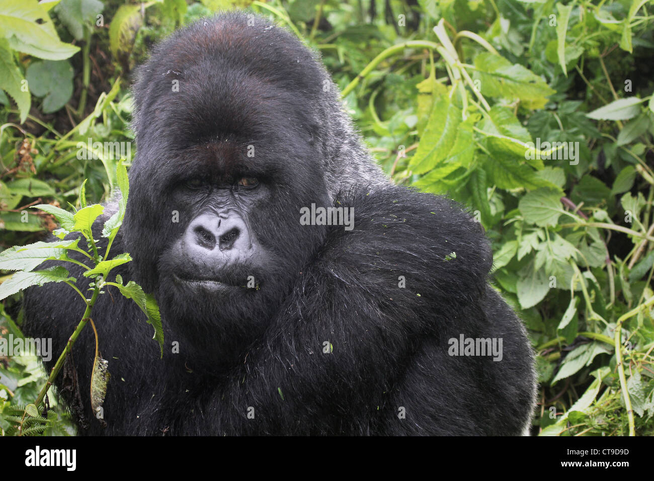 Dominant male silverback Mountain Gorilla in the wilds of the Virunga ...