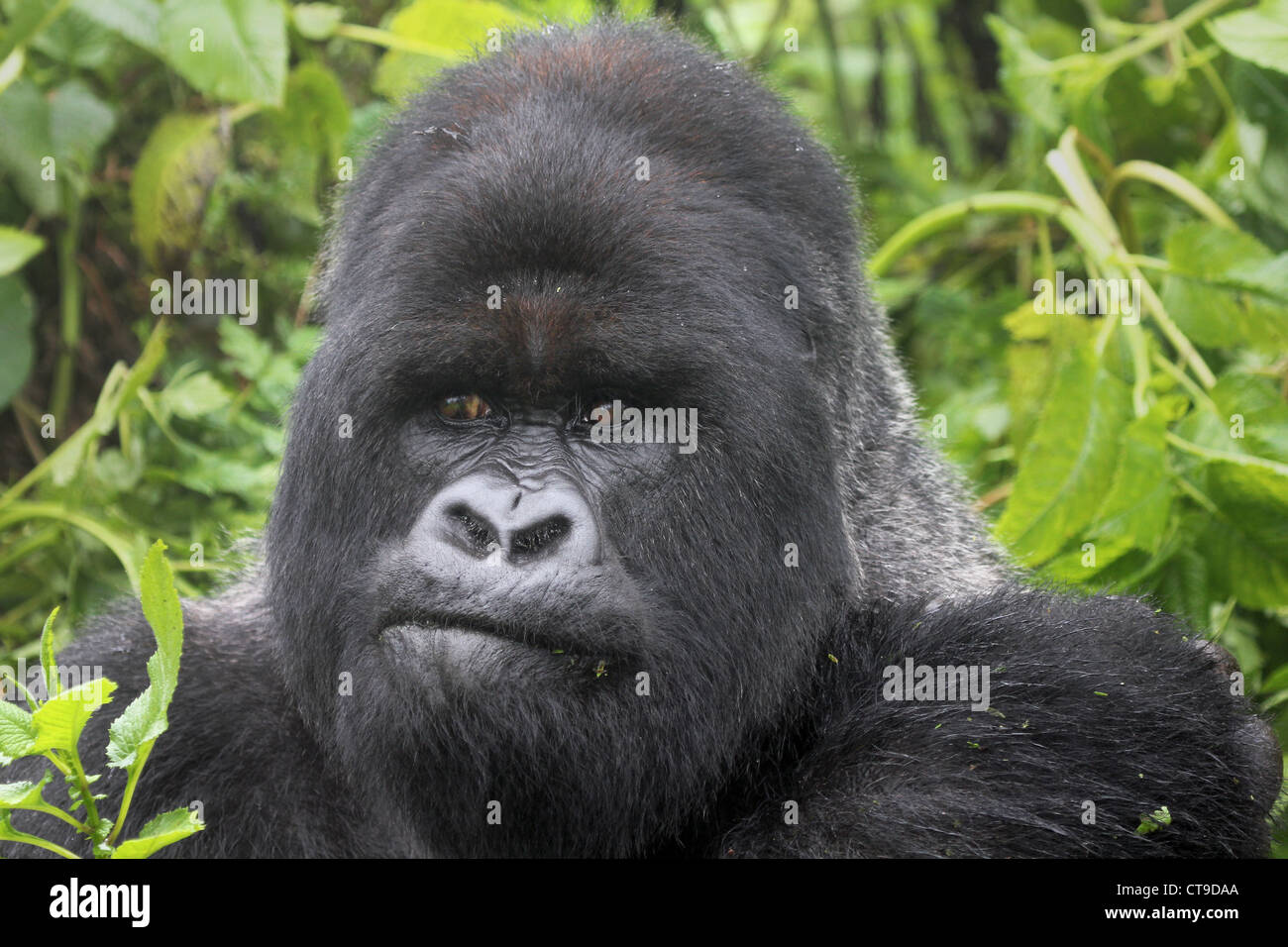 Dominant male silverback Mountain Gorilla in the wilds of the Virunga ...