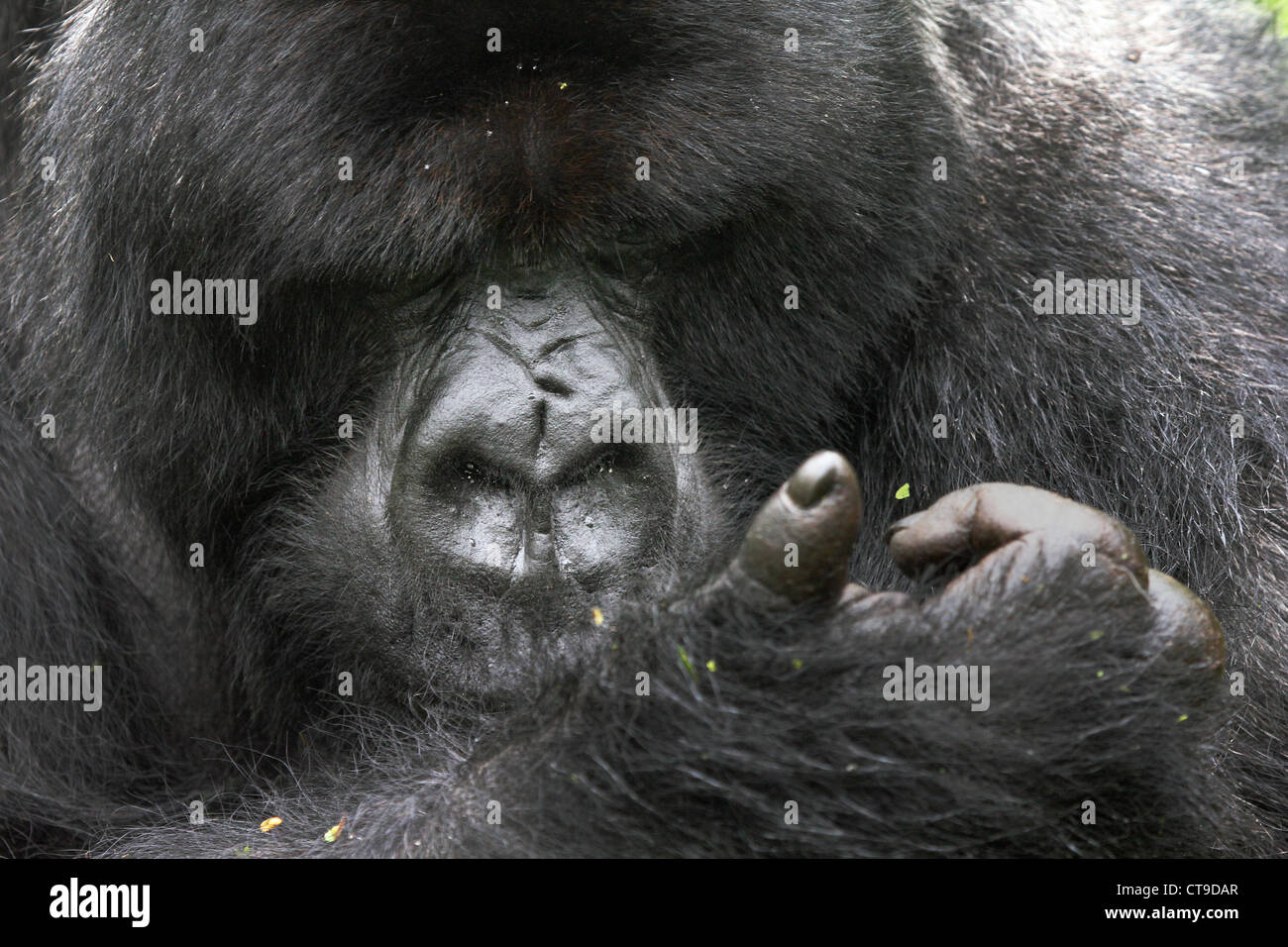 Dominant male silverback Mountain Gorilla in the wilds of the Virunga ...