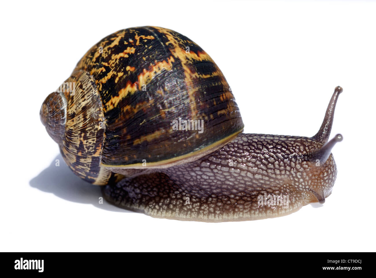 Common brown garden snail hi-res stock photography and images - Alamy