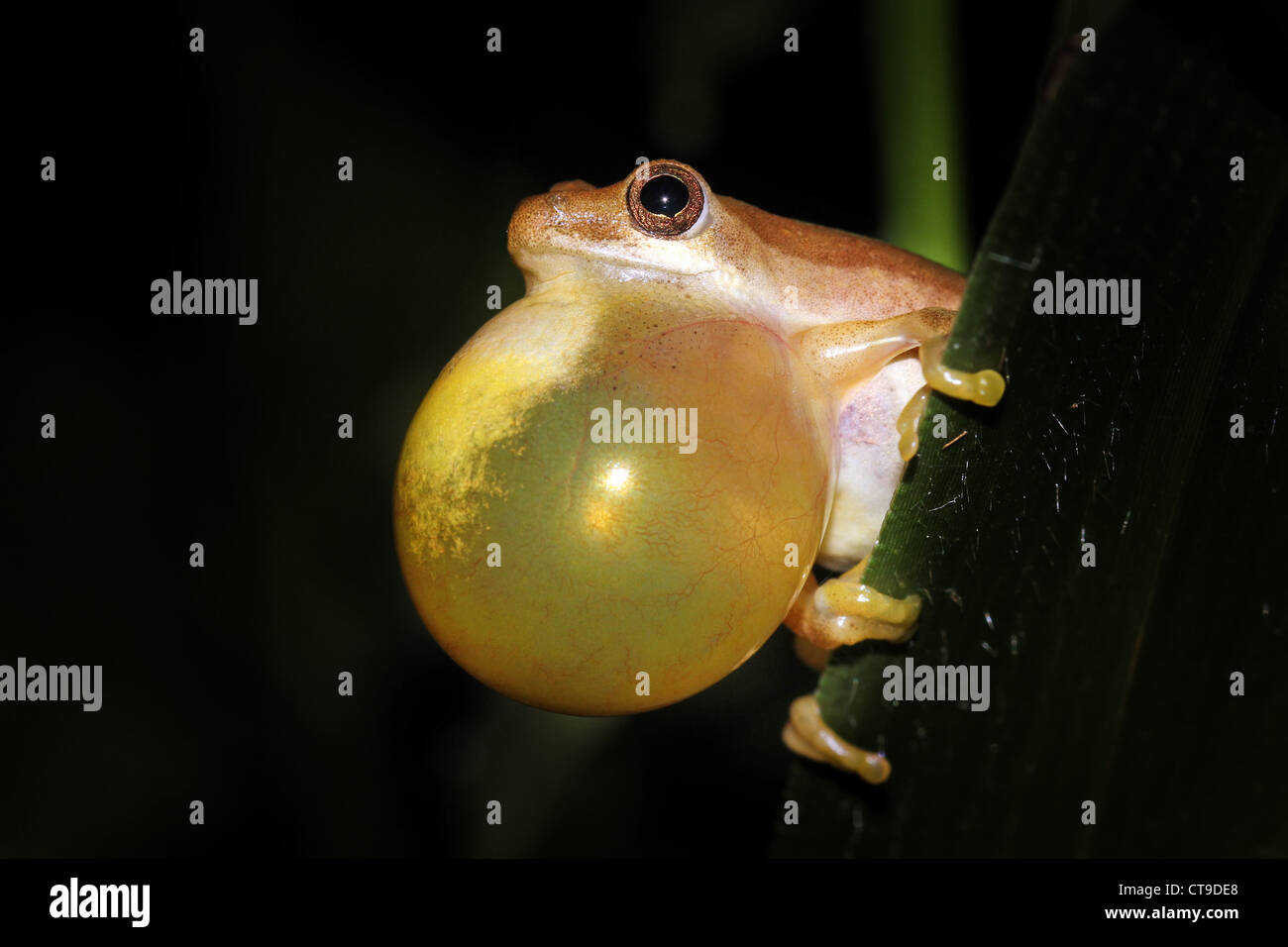 Male Painted Reed Frog (Hyperolius marmoratus) calling during the night ...