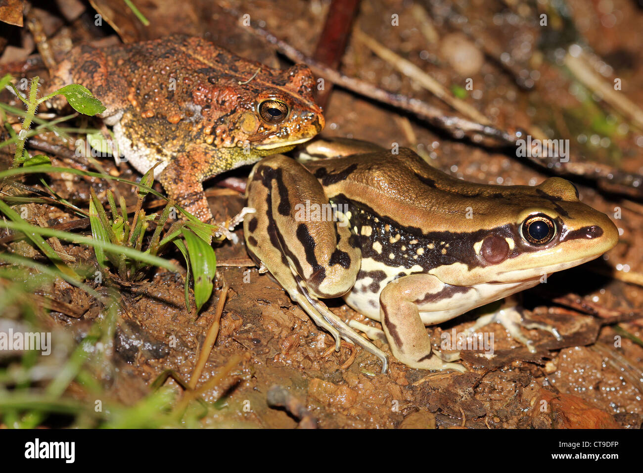 Hylarana hi-res stock photography and images - Alamy