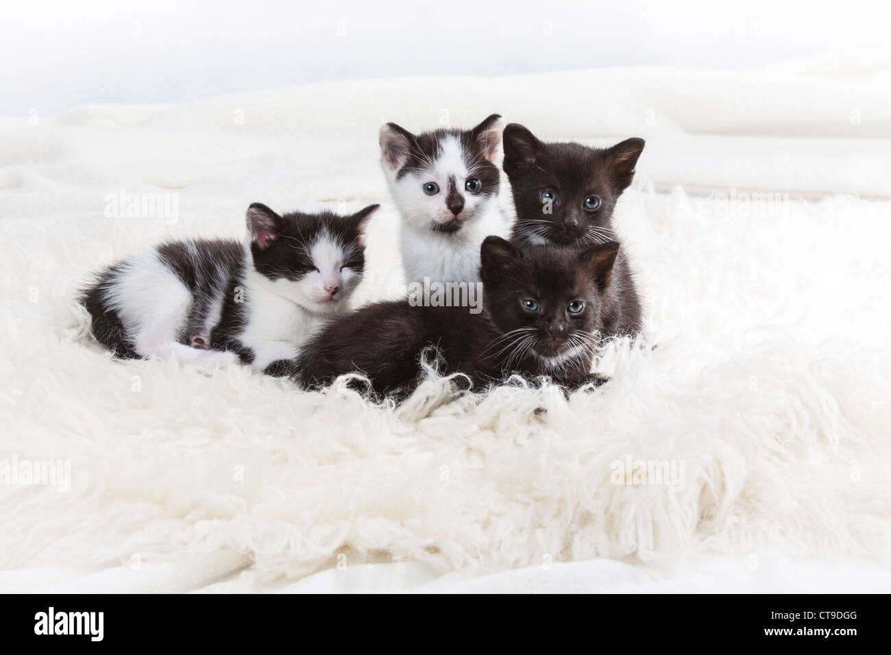 Group of kittens on white rug Stock Photo - Alamy