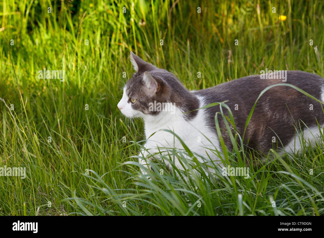 A cat lays in wait for anything that just happens along. Norfolk, UK ...