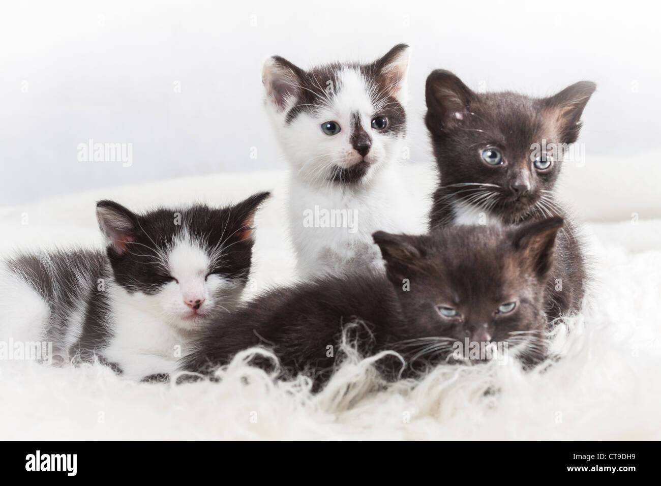 Sibling kittens closeup Stock Photo - Alamy