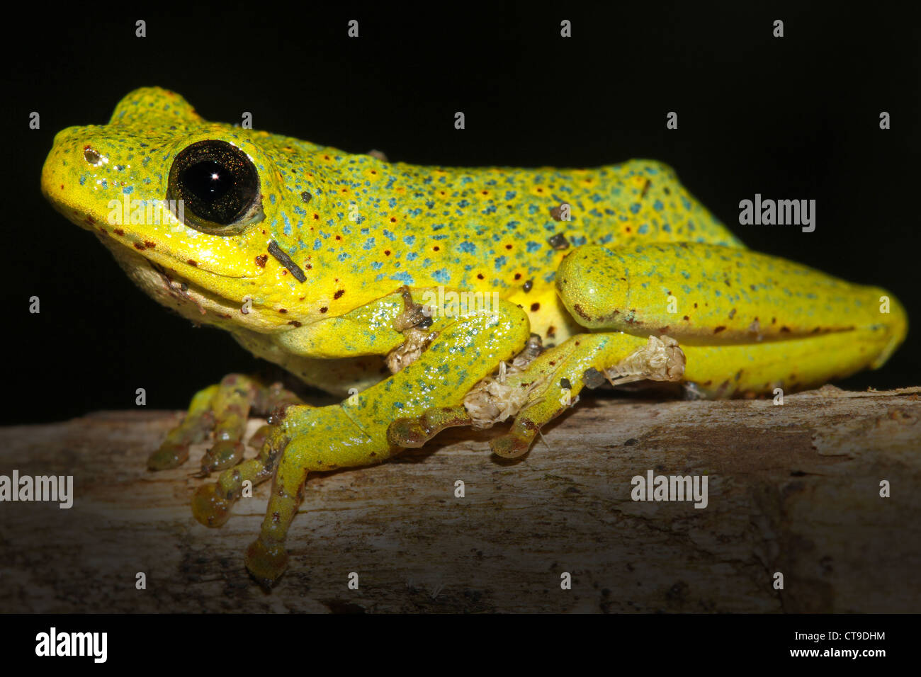 Common frog vocal sac hi-res stock photography and images - Alamy