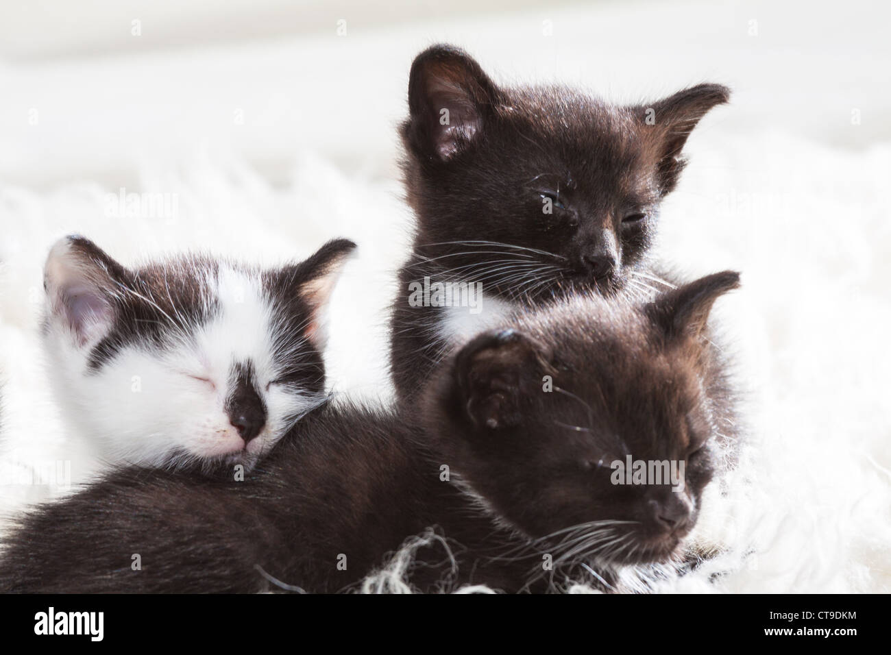 Three kittens falling asleep Stock Photo - Alamy
